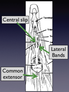 Extensor Tendon Injuries: PIP & Elson’s Test – Closing the Gap